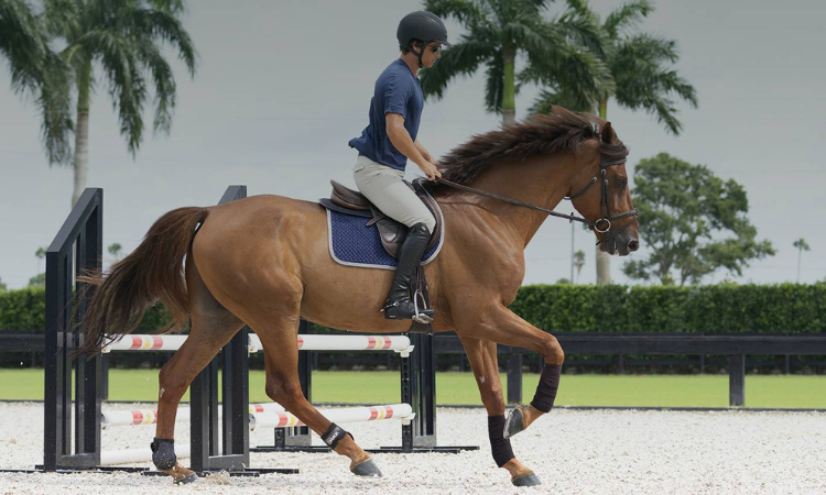 BITS – Jake Adams Equestrian